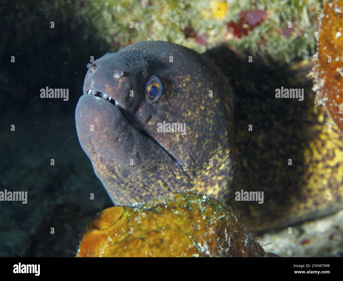 A sooty moray eel (Gymnothorax flavimarginatus) in the ocean looks ...