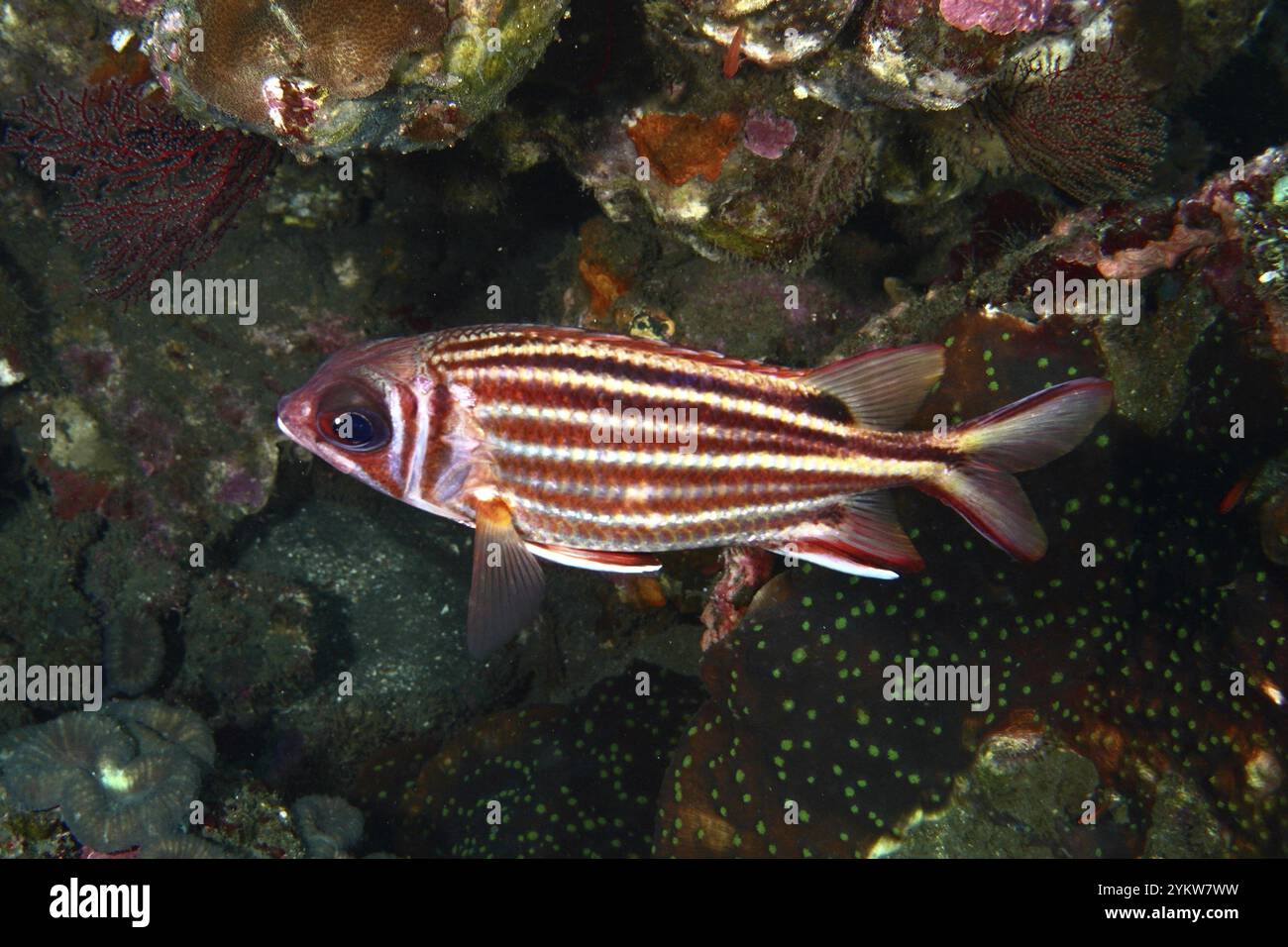 Underwater shot corals fish swimming hi-res stock photography and ...