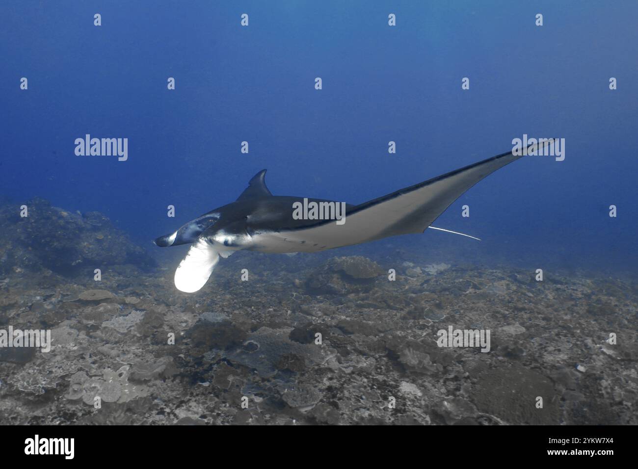 A single manta ray, reef manta (Mobula alfredi), swims majestically ...