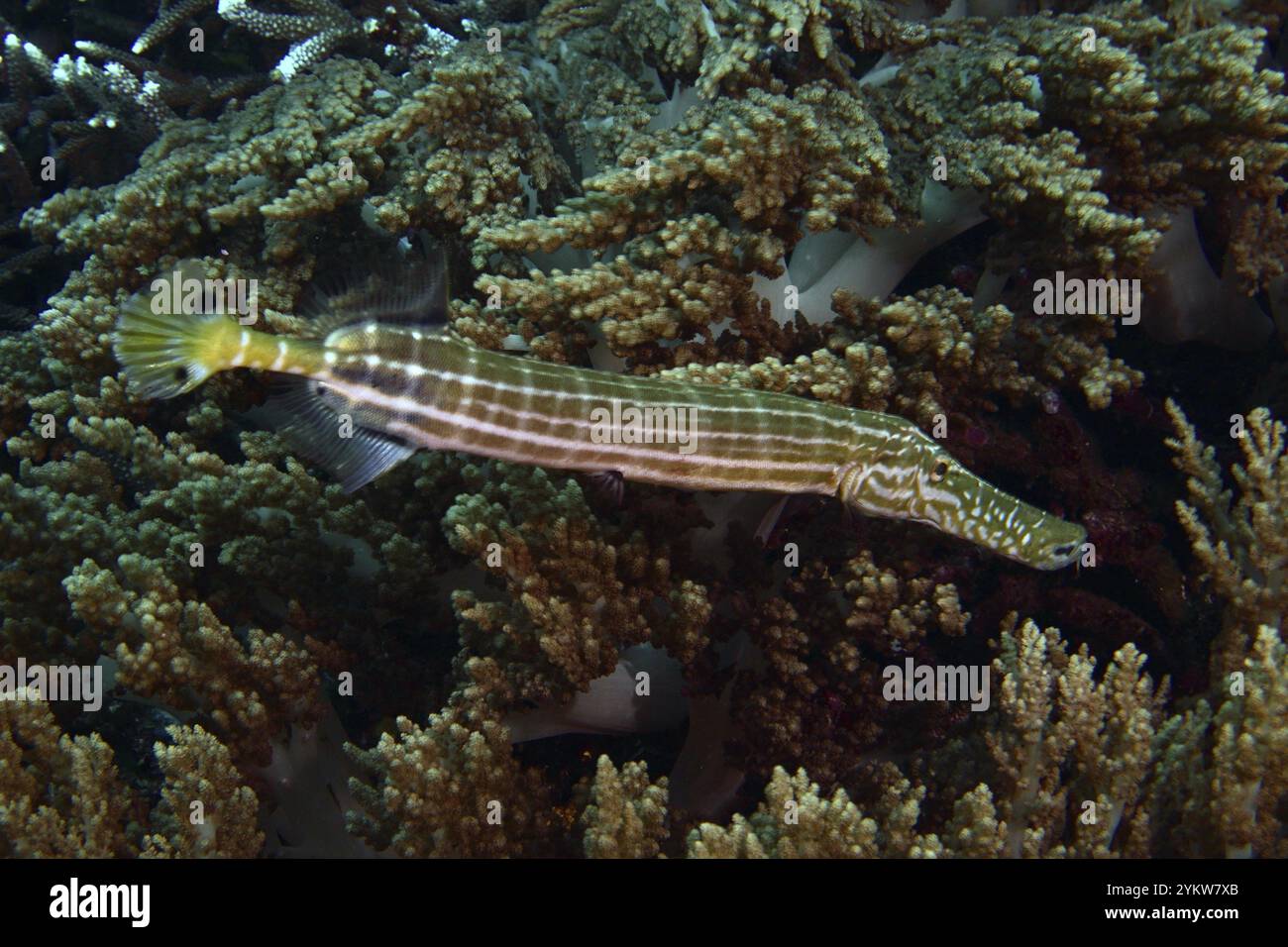 Chinese trumpetfish on coral reef hi-res stock photography and images ...