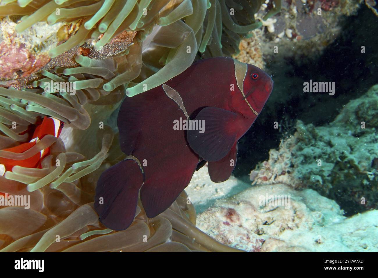 A red velvet anemonefish, spiny anemonefish (Amphiprion biaculeatus ...
