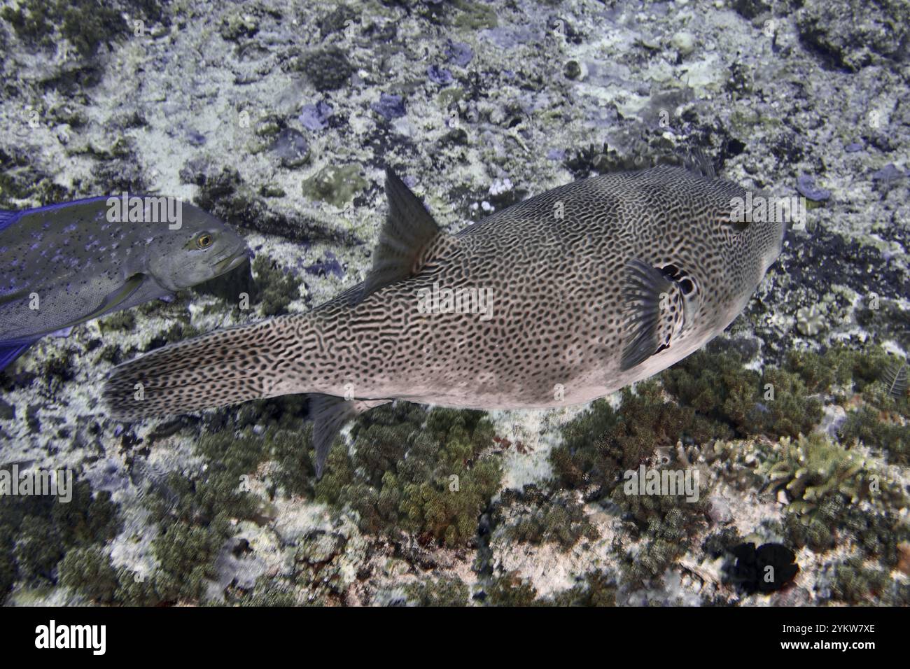 Star pufferfishes hi-res stock photography and images - Alamy