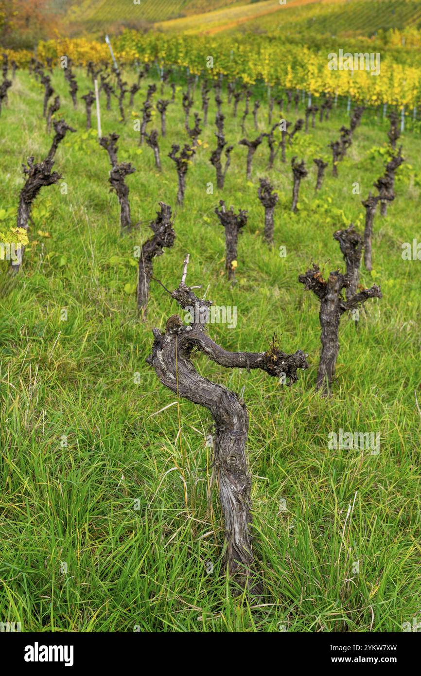 Hill green grass vineyards hi-res stock photography and images - Alamy