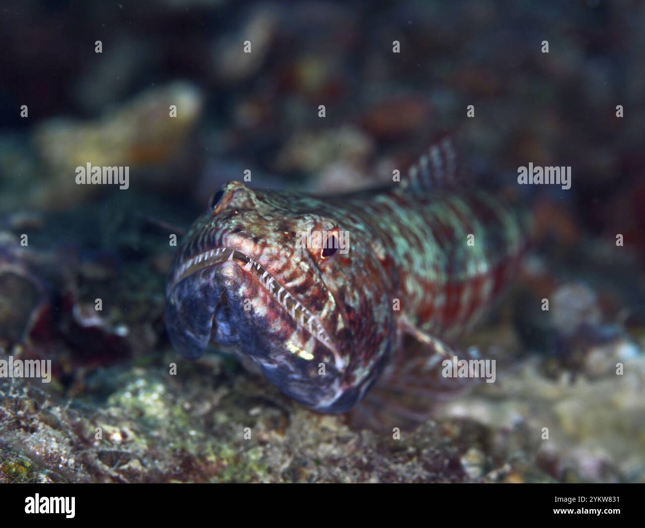 A lizard-like fish with green-red patterns, reef lizardfish (Synodus ...