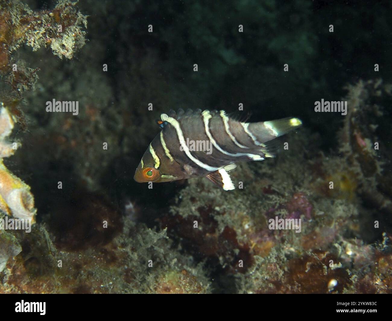 A black and white striped fish, redbreast wrasse (Cheilinus fasciatus ...