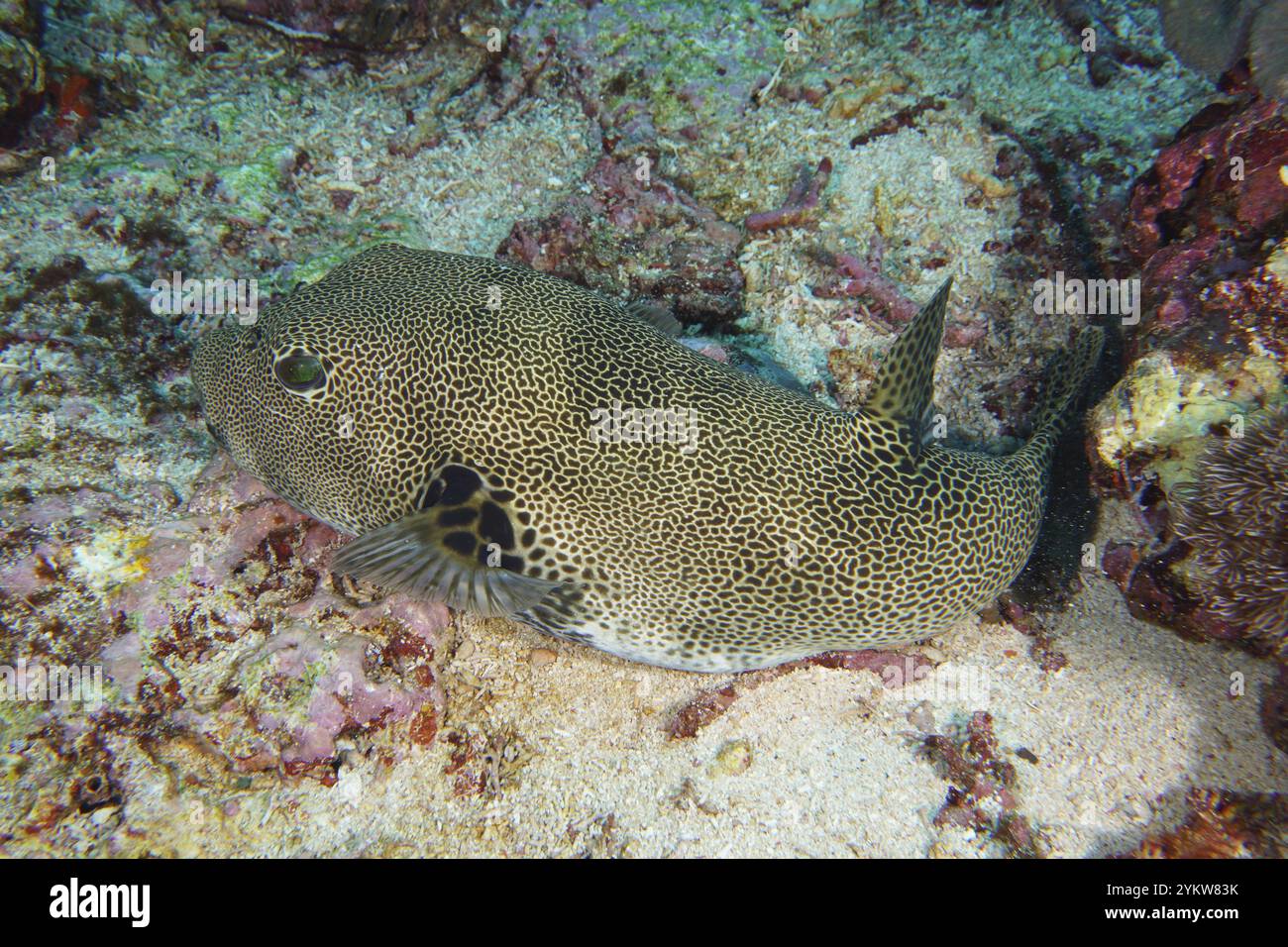 Giant pufferfish (Arothron stellatus) lying on the sandy seabed, dive ...