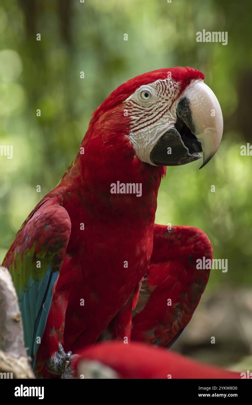 The green-winged macaw on tree branch Stock Photo - Alamy