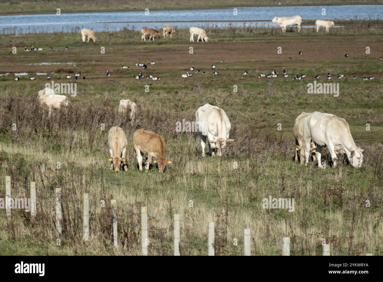 Light beige cows graze on salt marshes Stock Photo - Alamy