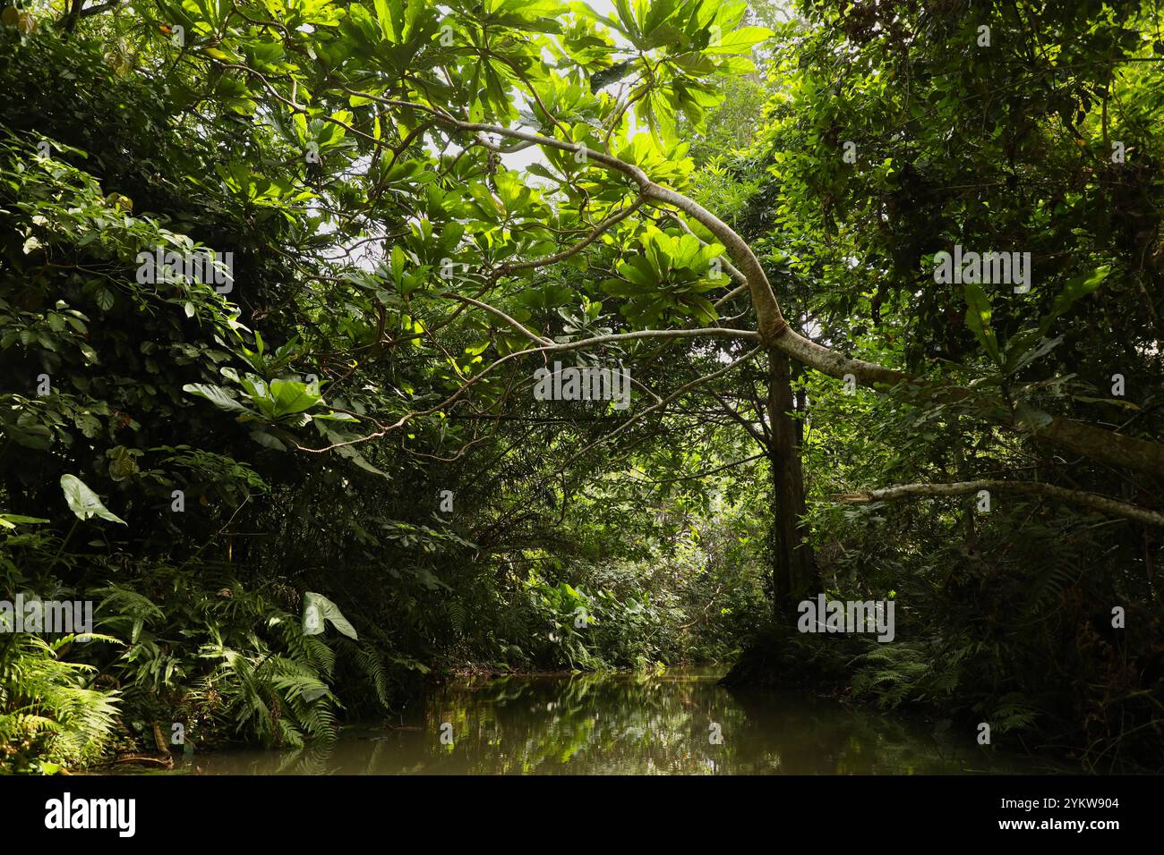 In Benin, the Hlanzoun swamp forest, a haven for endangered species, is ...