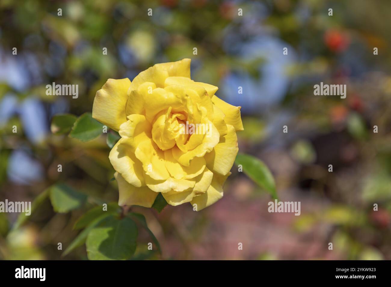 A yellow rose image hi-res stock photography and images - Alamy