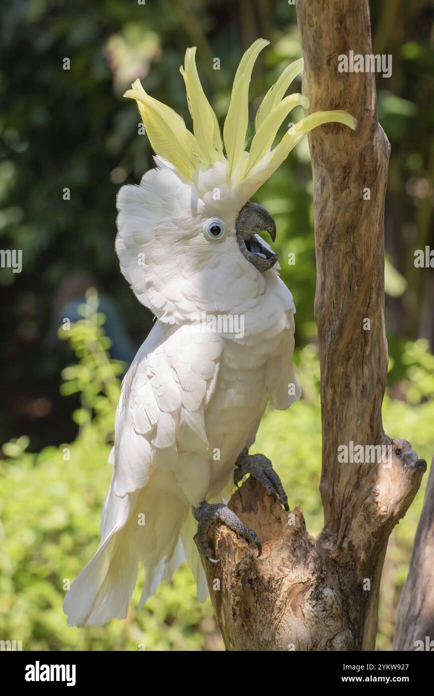 White parrot on branch Stock Photo - Alamy
