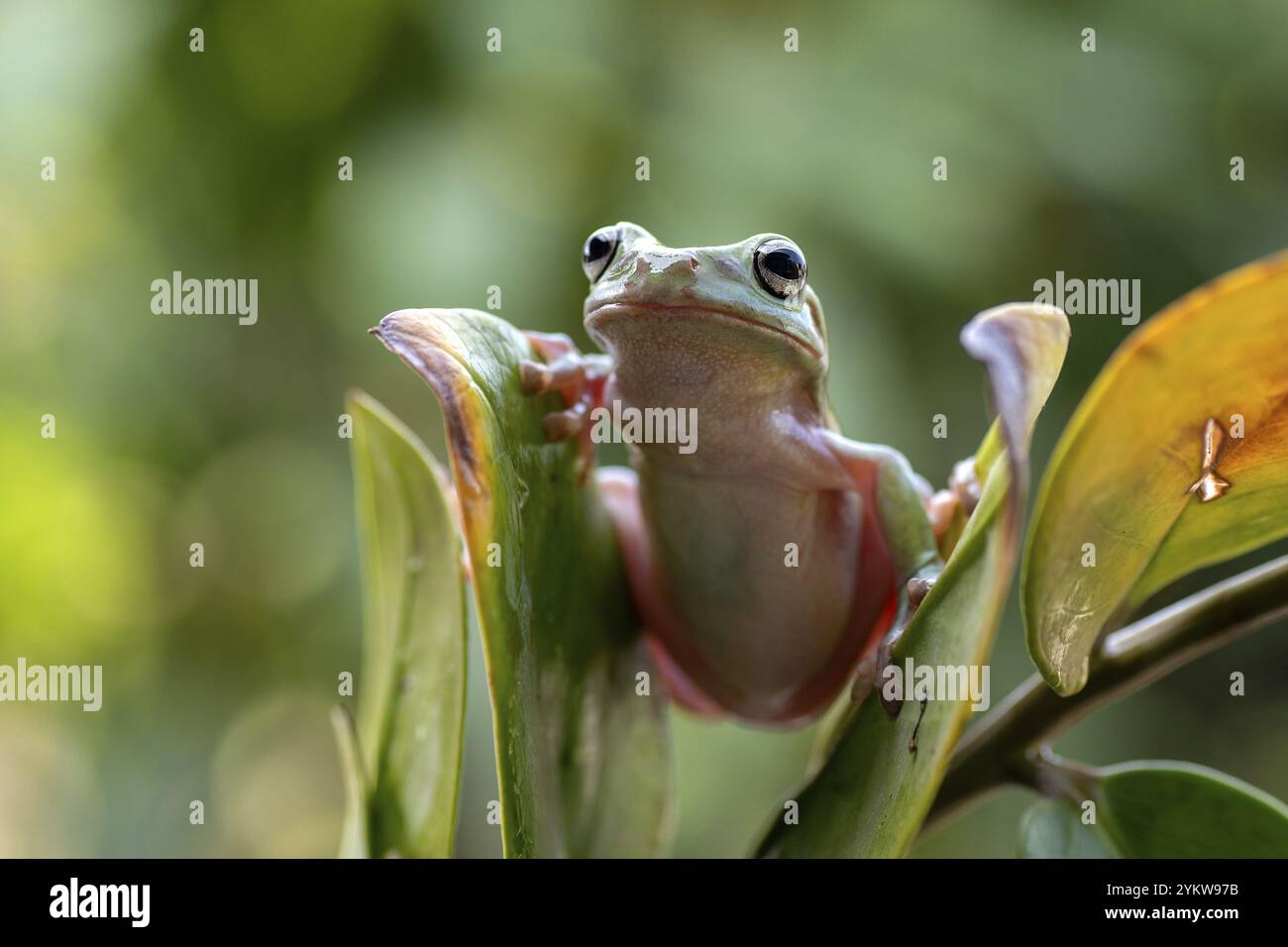 White-lipped tree frog Stock Photo - Alamy