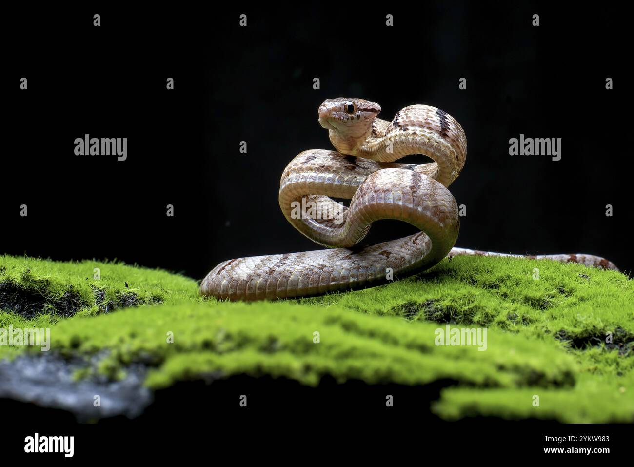 Dog-toothed Cat Snake in attack position Stock Photo - Alamy