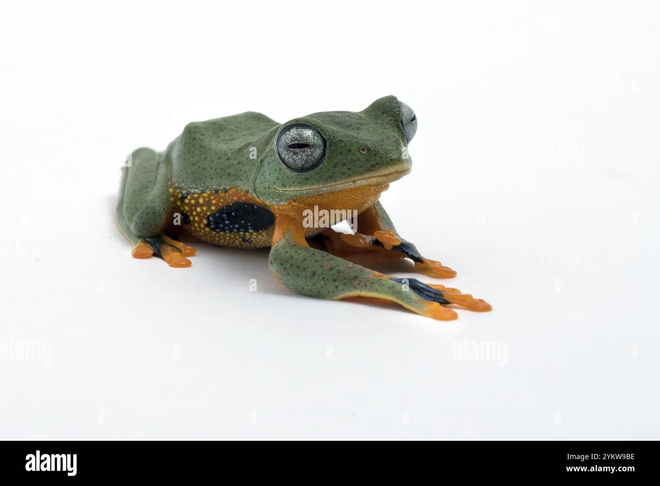 Green flying frog isolated in white background Stock Photo - Alamy