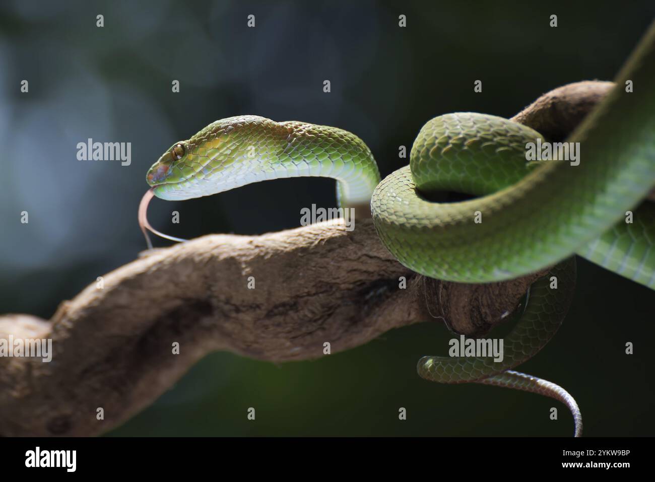 White-lipped island pit viper (Trimesurus insularis) on the tree branch ...
