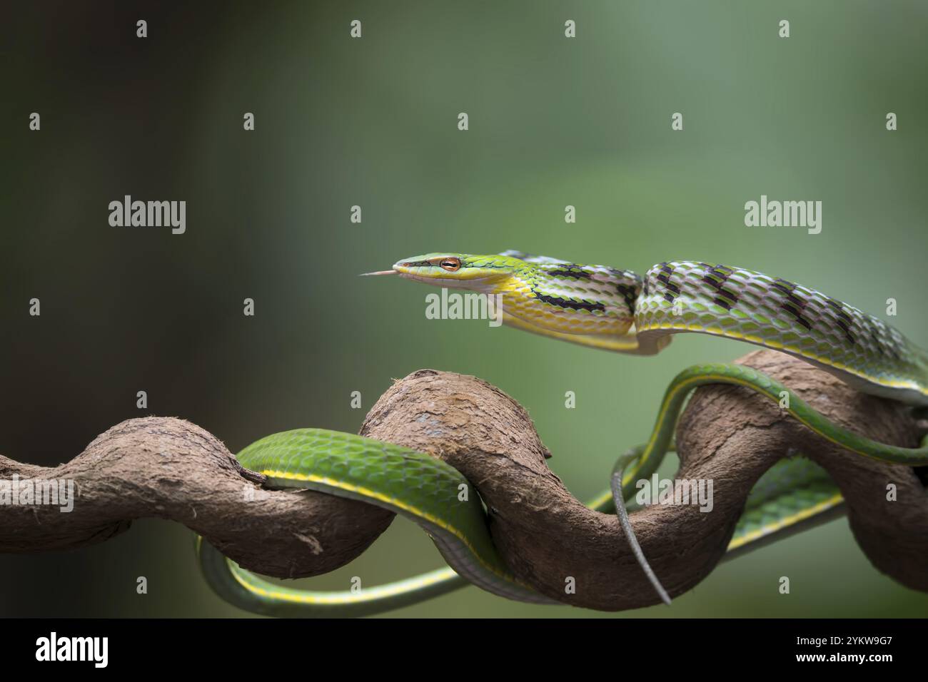 Close up photo of Asian vine snake on the tree branch Stock Photo - Alamy