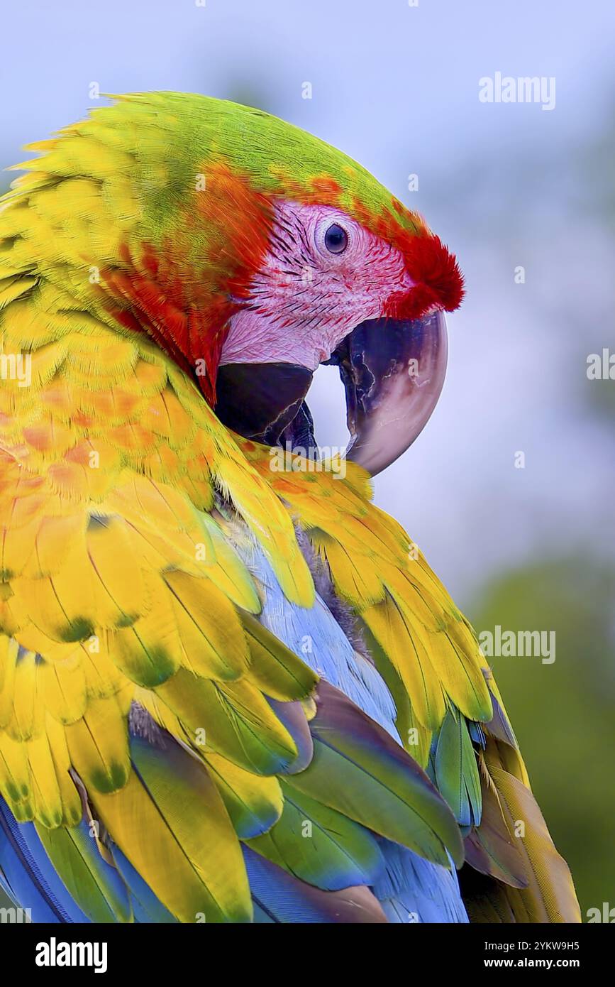 Close shot leaves hi-res stock photography and images - Alamy