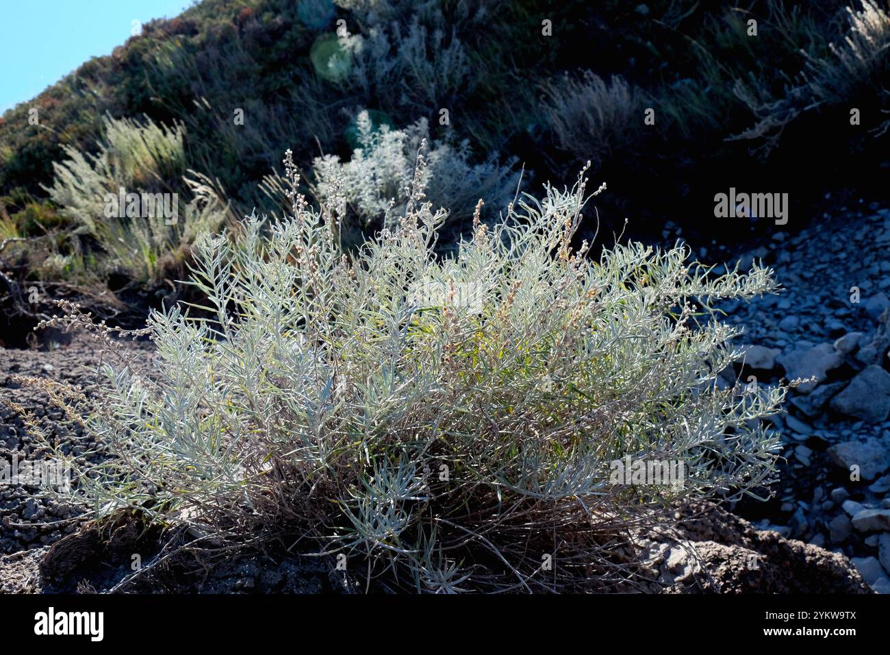 Native desert plants hi-res stock photography and images - Alamy