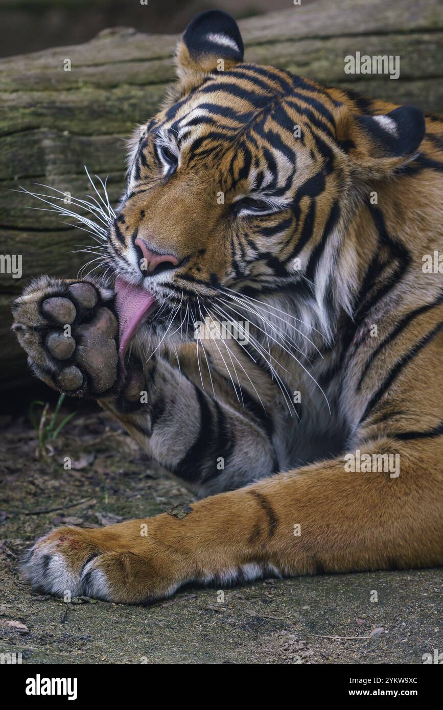 Sumatran tiger cleaning its fur (Panthera tigris sumatrae Stock Photo ...