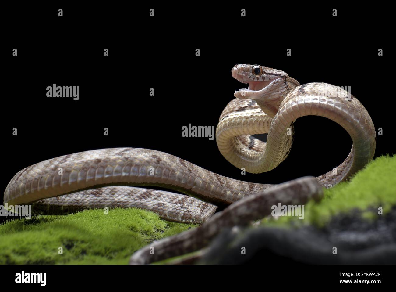 Dog toothed cat snake hi-res stock photography and images - Alamy