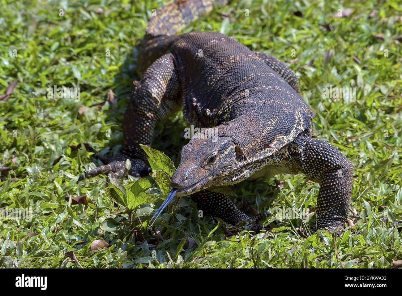 Reptile walk hi-res stock photography and images - Alamy