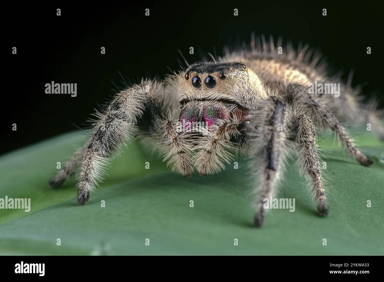 Spider feeding ant hi-res stock photography and images - Alamy