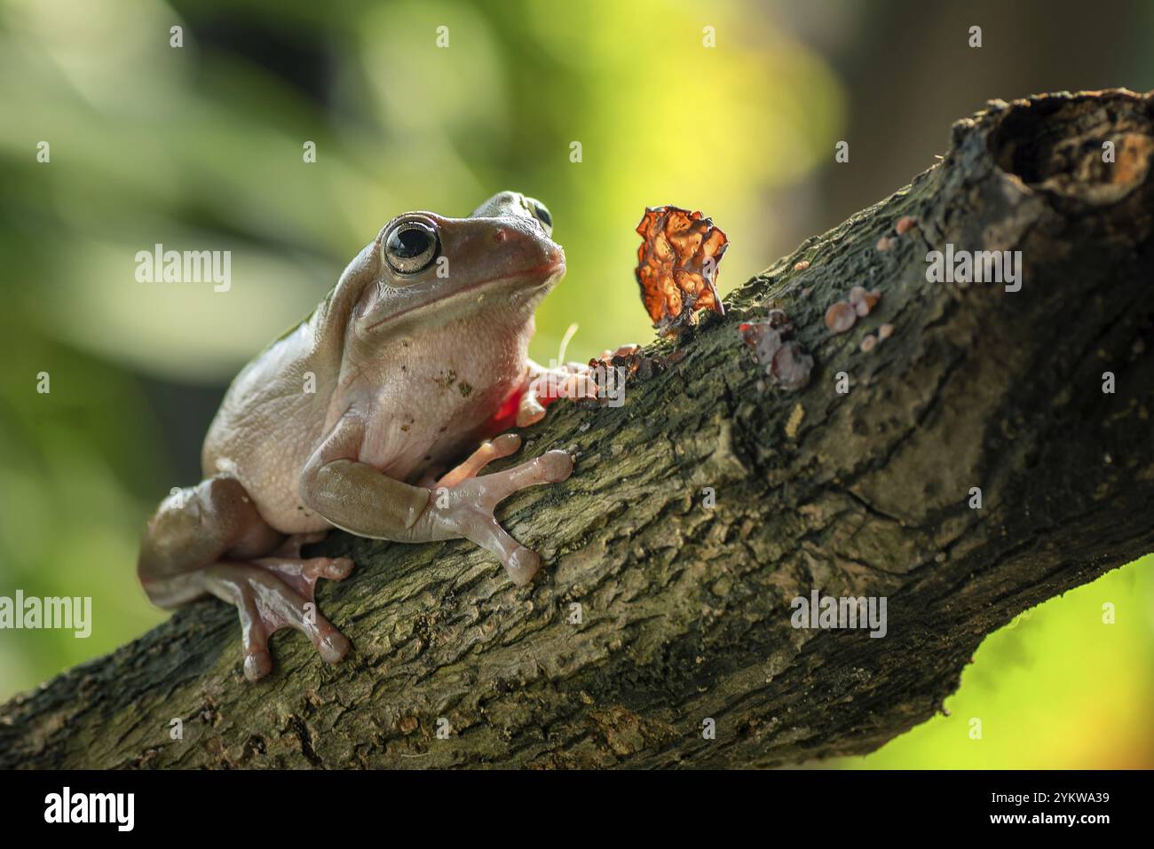 Happy tree frog hi-res stock photography and images - Alamy