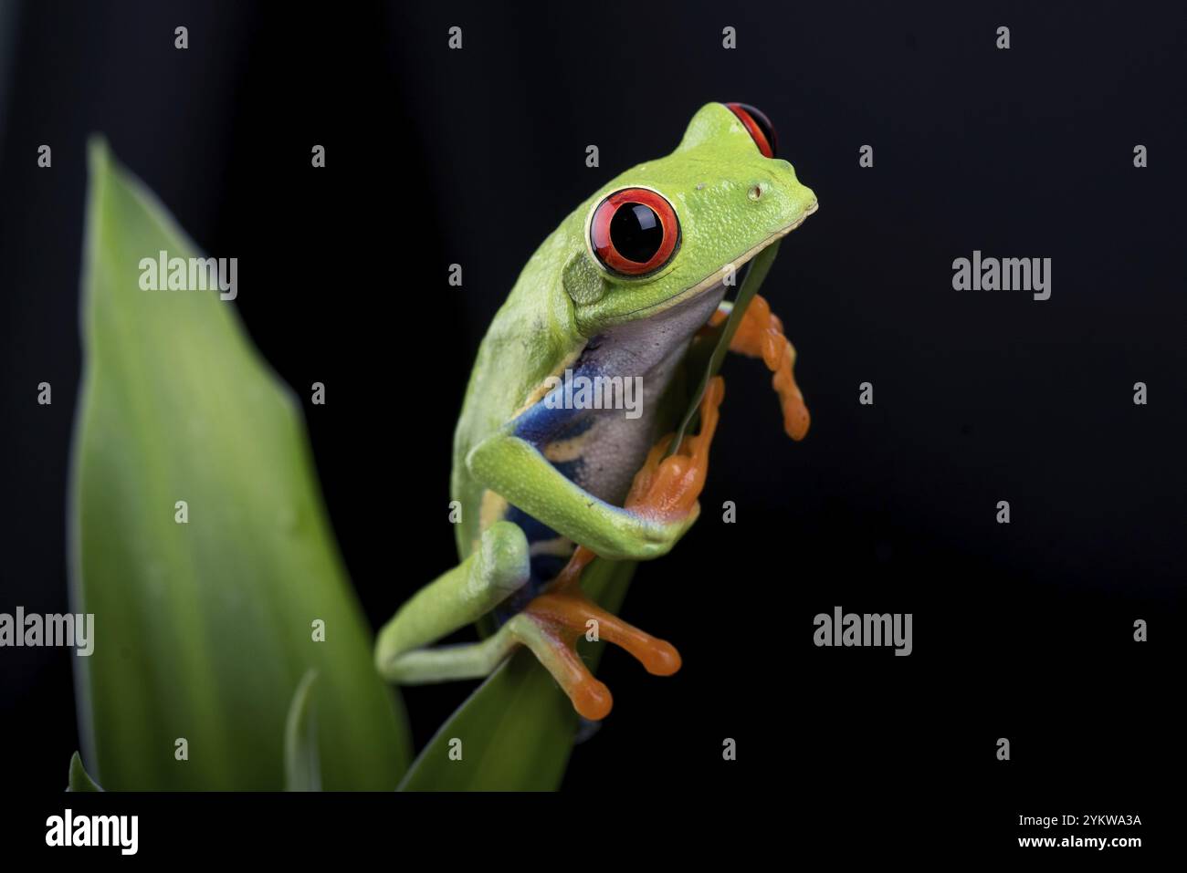 Short headed frog hi-res stock photography and images - Alamy