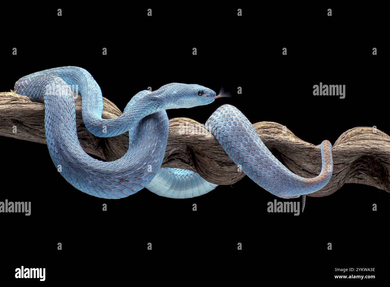 The Lesser Sunda Islands in a tree branch Stock Photo - Alamy