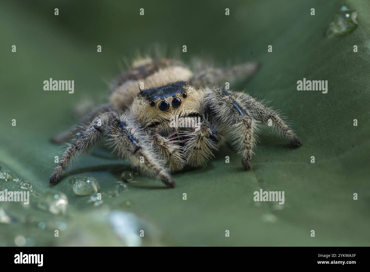 Spider jumping food hi-res stock photography and images - Alamy