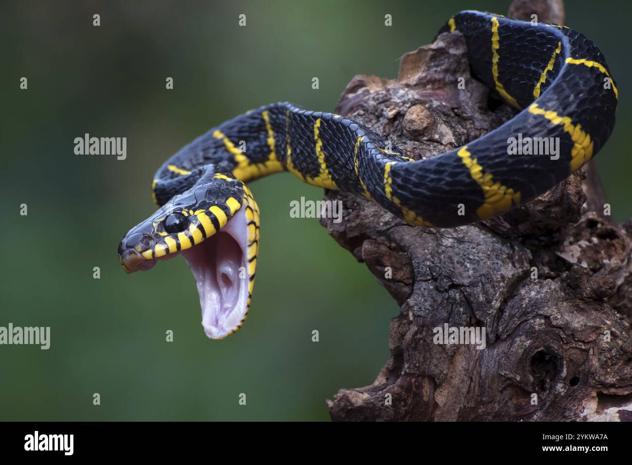 The gold-ringed cat snake in attacking position Stock Photo - Alamy