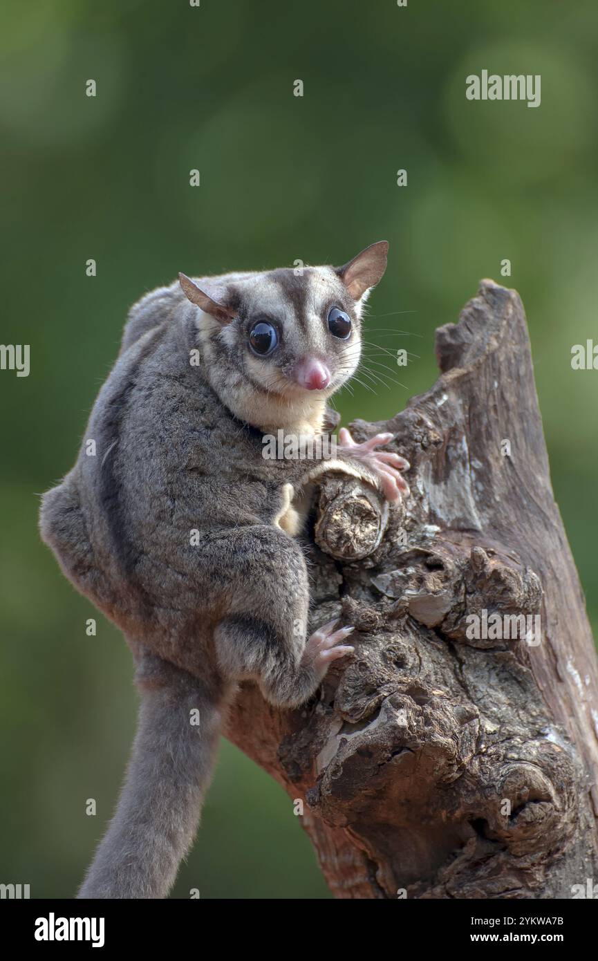 Sugar glider (Petaurus breviceps) on tree branch Stock Photo - Alamy