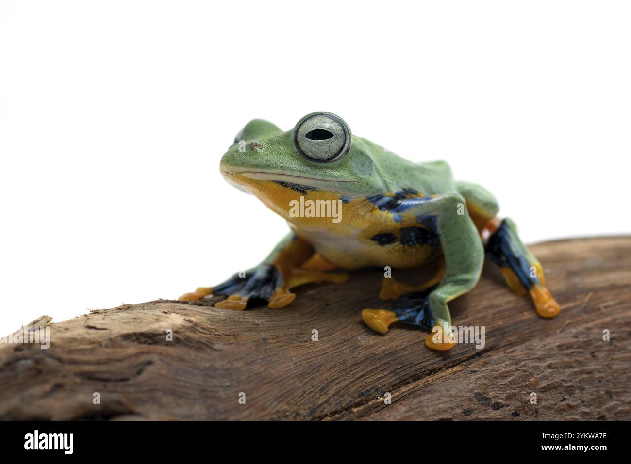 Green flying frog isolated in white background Stock Photo - Alamy