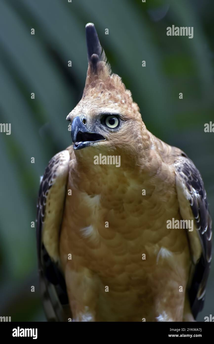 Close up photo of a changeable hawk eagle Stock Photo - Alamy
