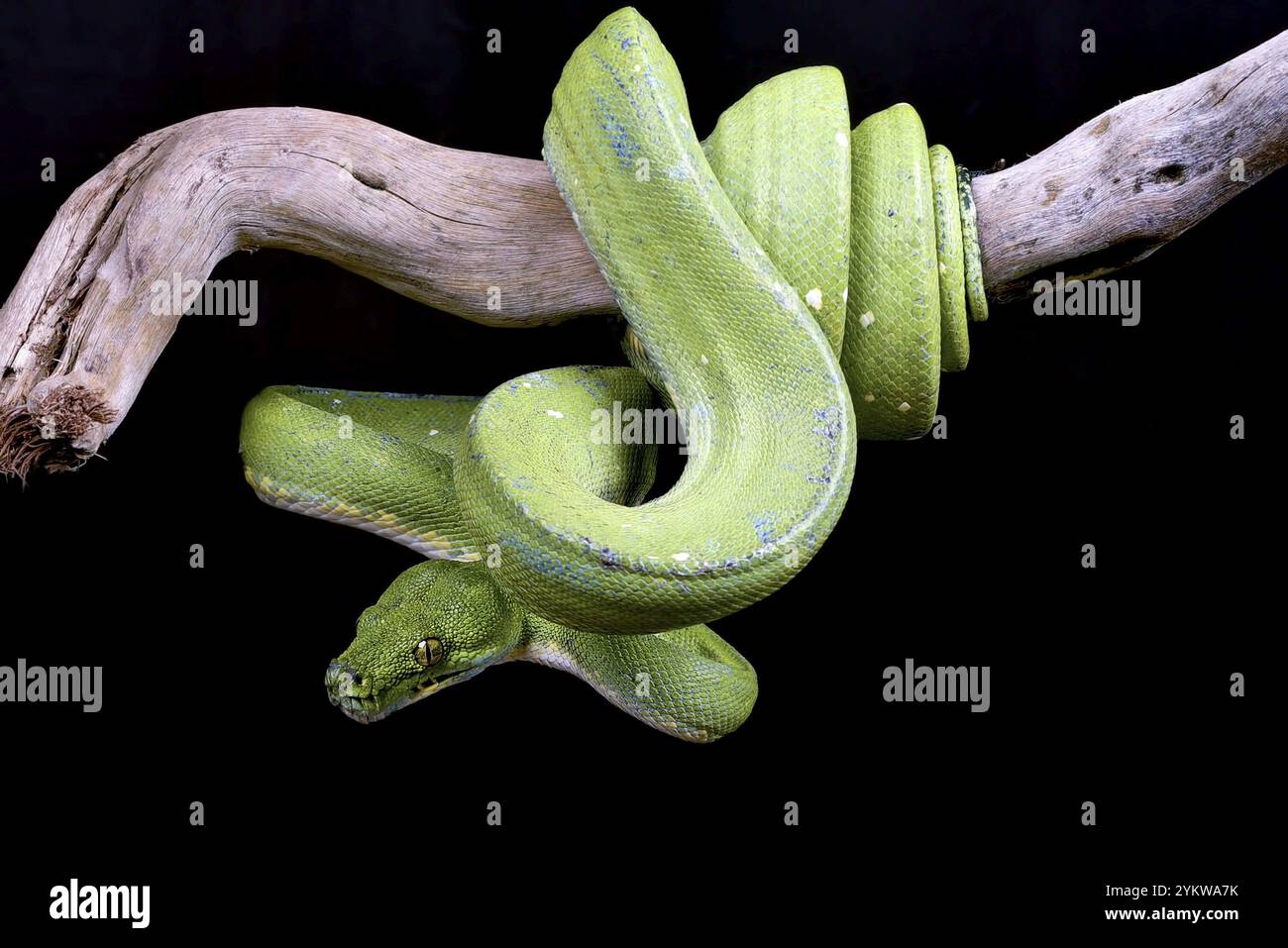 Green tree phyton in black background Stock Photo - Alamy