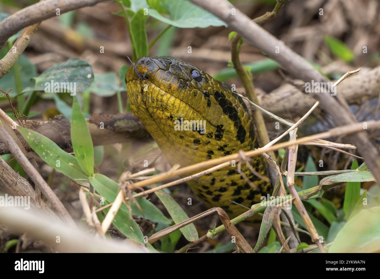 Yellow anaconda (Eunectes notaeus), also known as Paraguay anaconda or ...