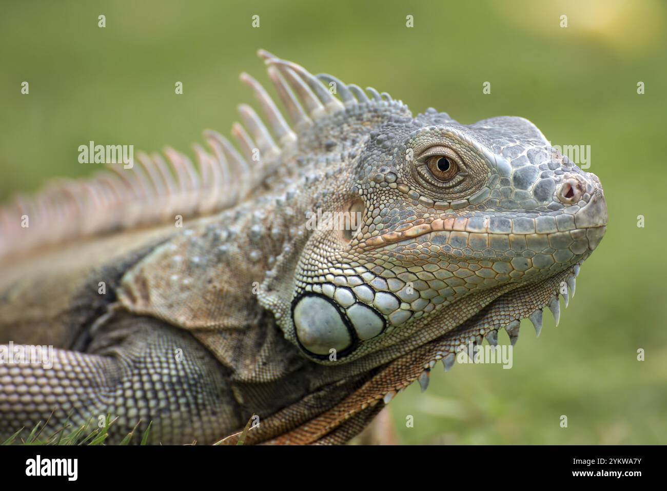 Big green iguana on grass hi-res stock photography and images - Alamy
