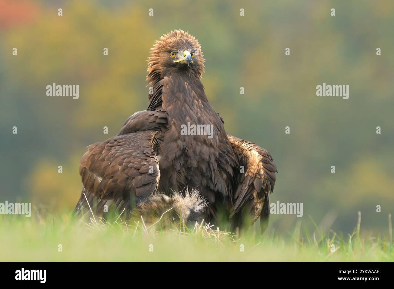 Golden eagle Aquila chrysaetos wildlife prey nature predator beautiful ...