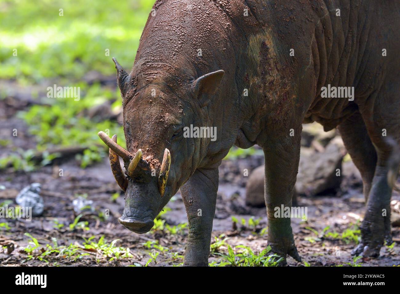 Close up photo of a Babirusa Sulawesi Utara (Babyrousa celebensis Stock ...
