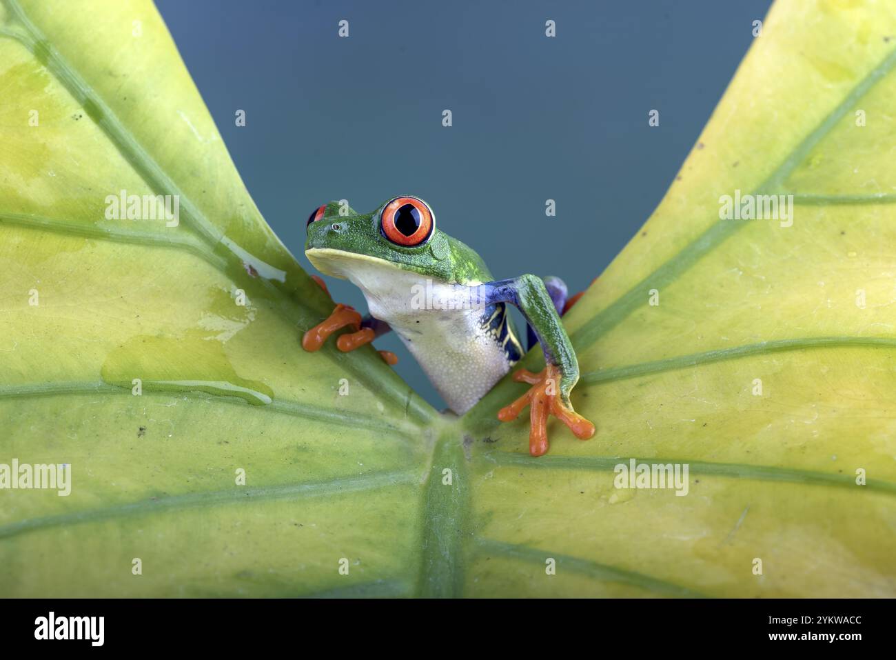 Yellow eyed leaf frog hi-res stock photography and images - Alamy