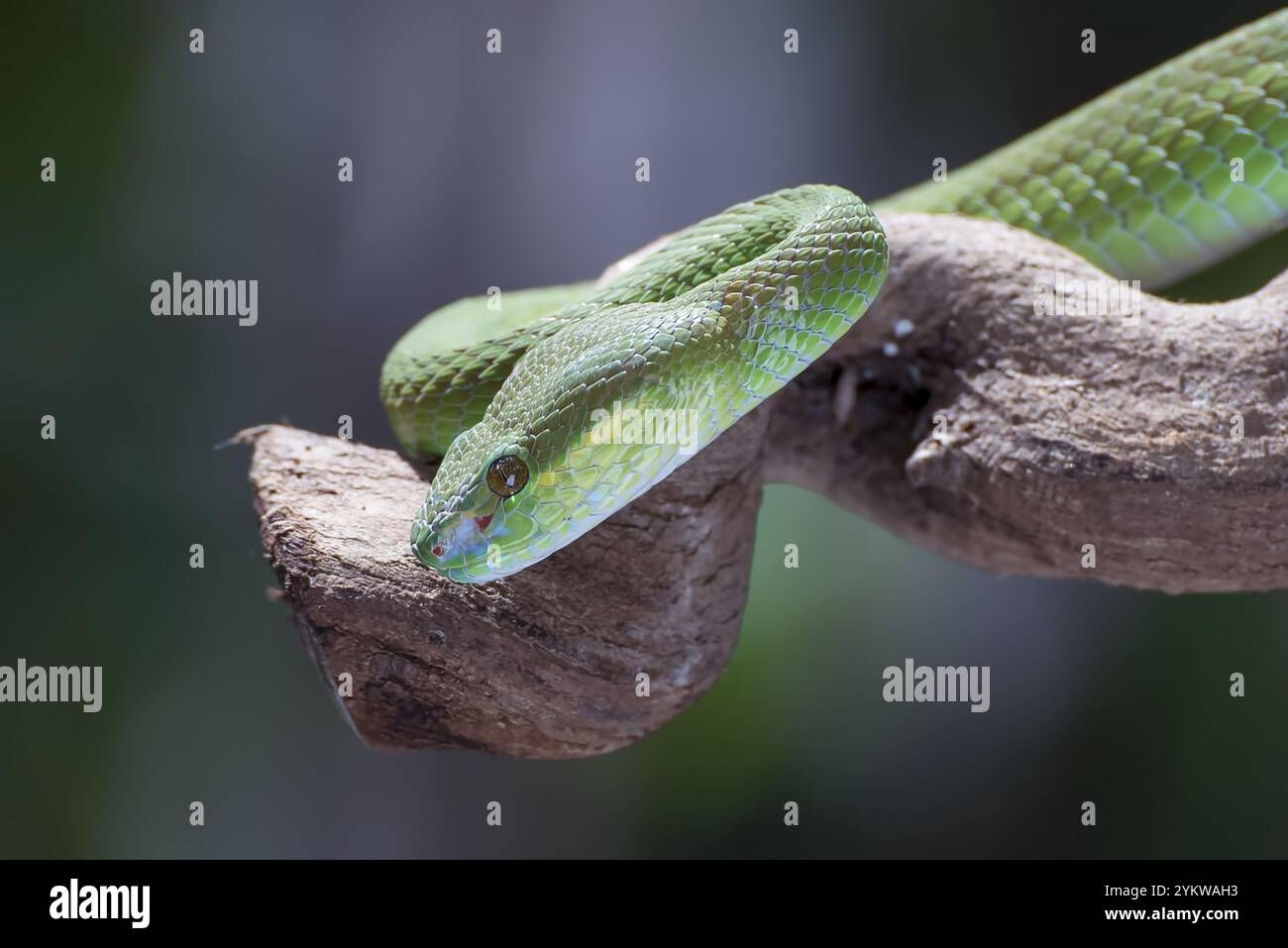 The Lesser Sunda Islands in a tree branch Stock Photo - Alamy