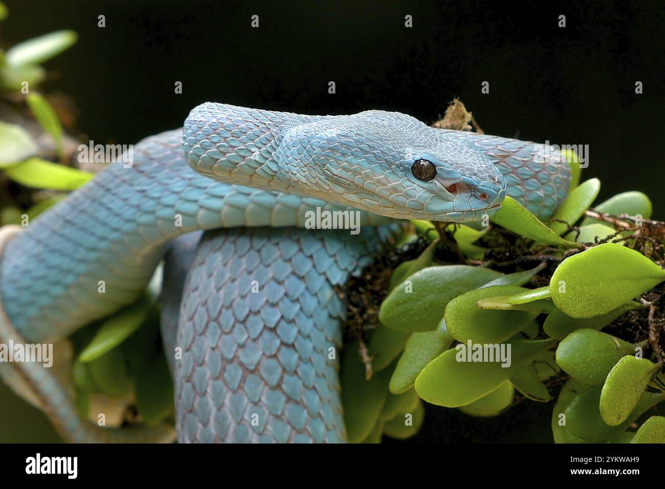 The Lesser Sunda Islands in black background Stock Photo - Alamy