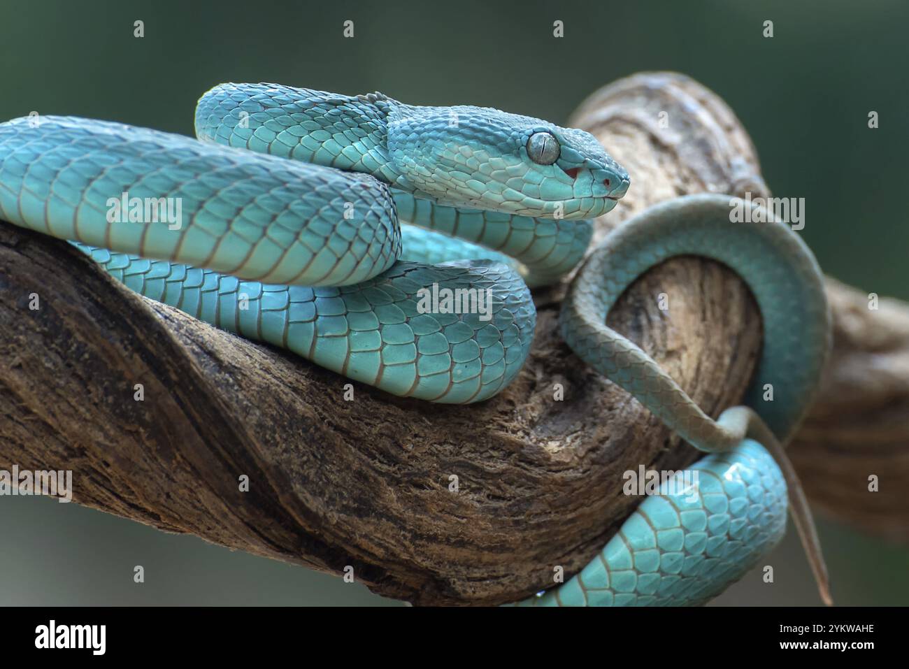 The white-lipped pit viper, is a venomous pit viper species endemic to ...