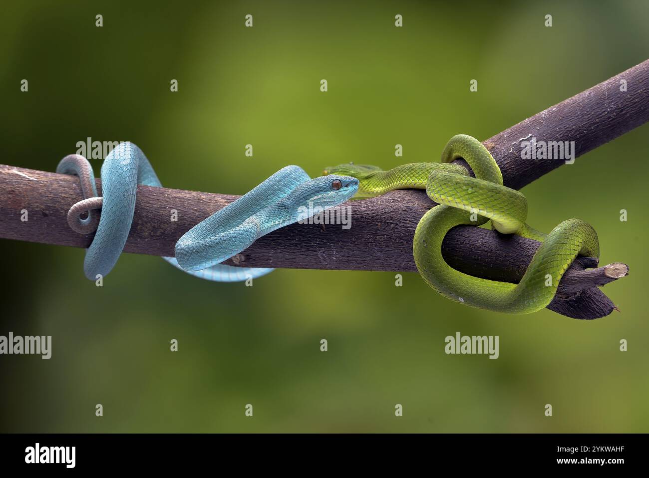 Trimesurus insularis also known as blue viper Stock Photo - Alamy