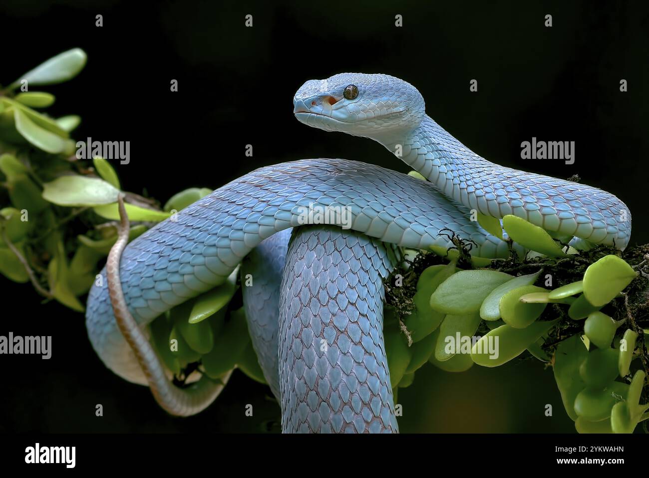 The Lesser Sunda Islands in a tree branch Stock Photo - Alamy