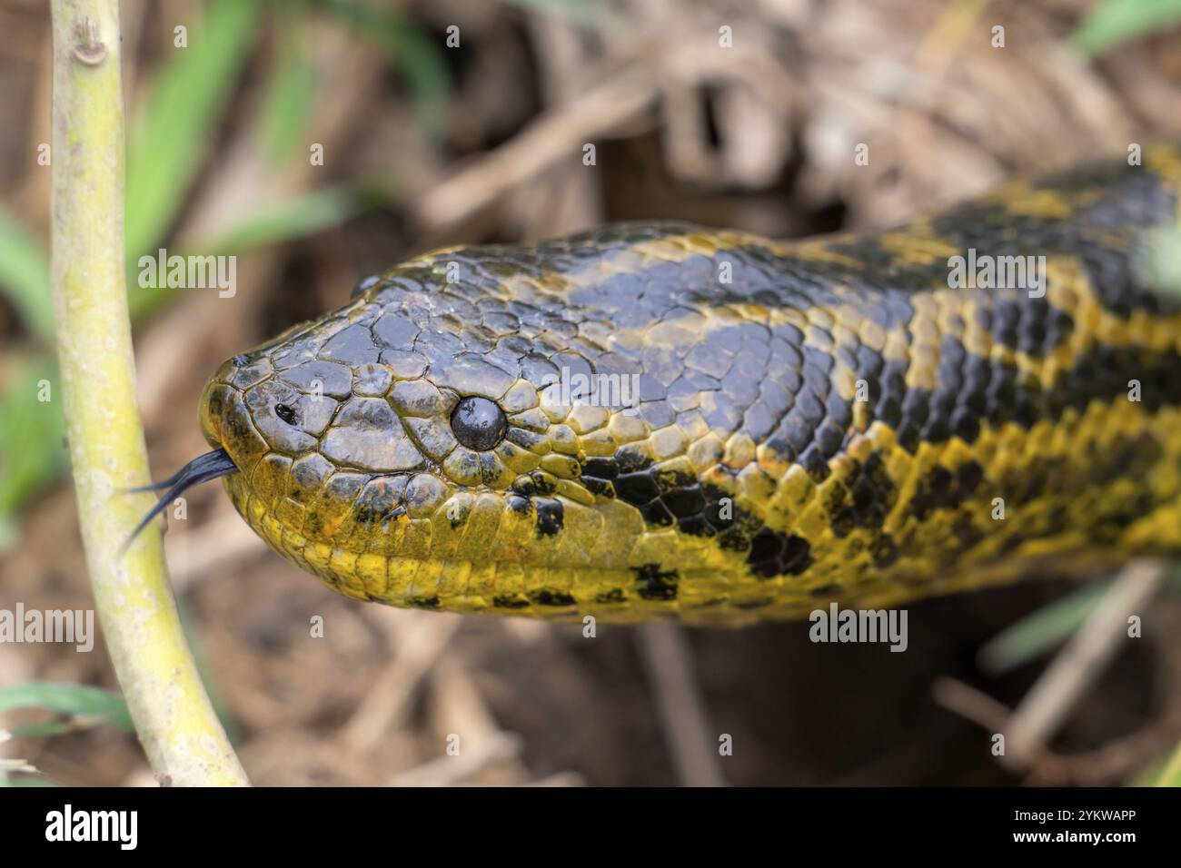 Yellow anaconda (Eunectes notaeus), also known as Paraguay anaconda or ...