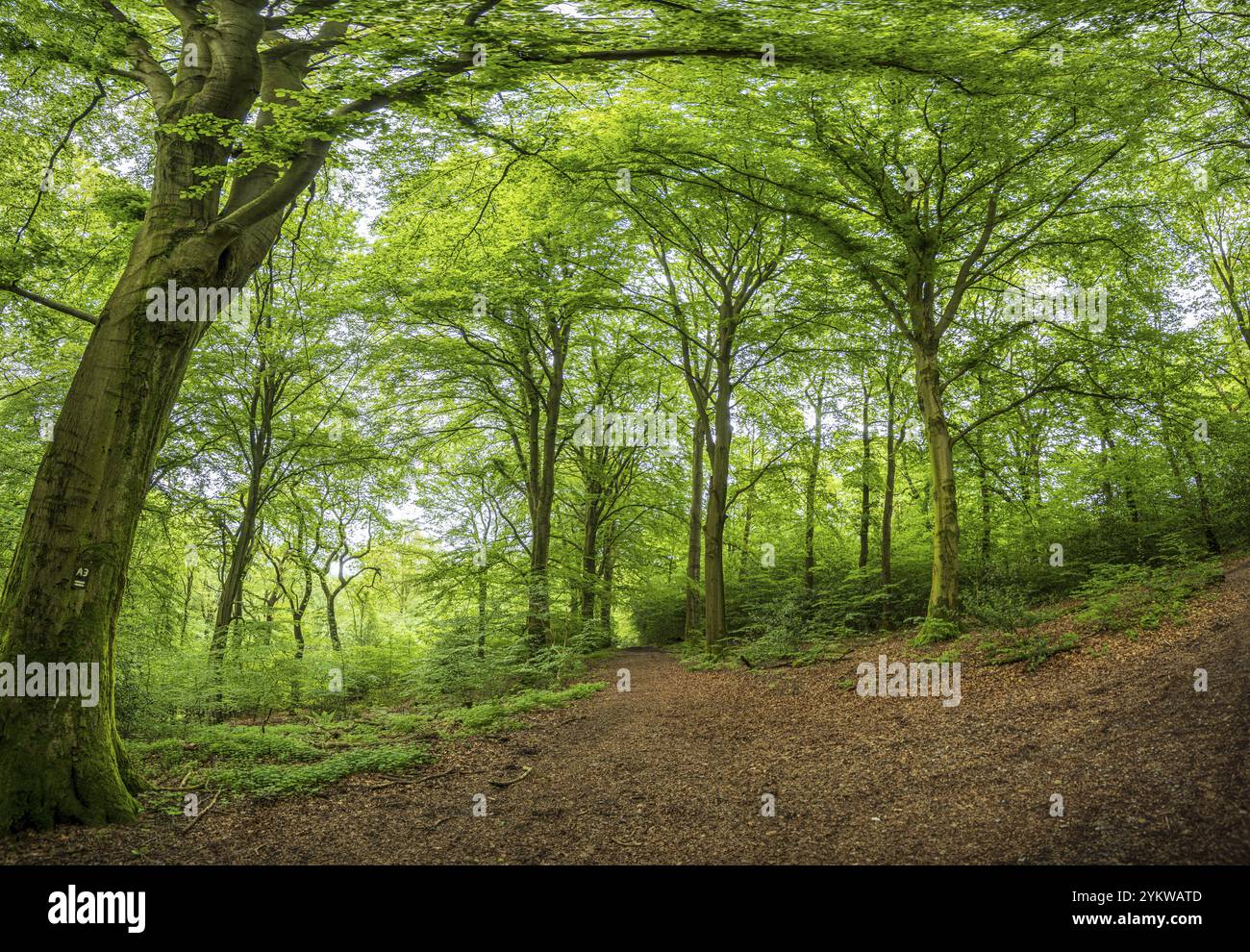A shady forest path winds through lush green trees, mixed forest in ...