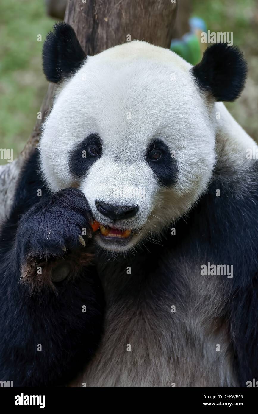 Giant panda in safari park Stock Photo - Alamy