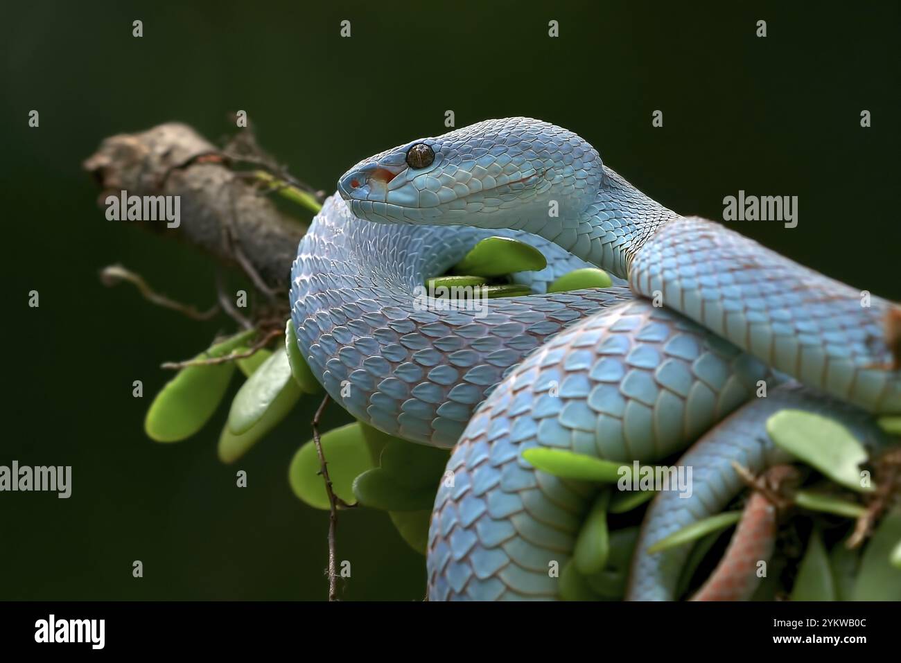 The Lesser Sunda Islands in a tree branch Stock Photo - Alamy
