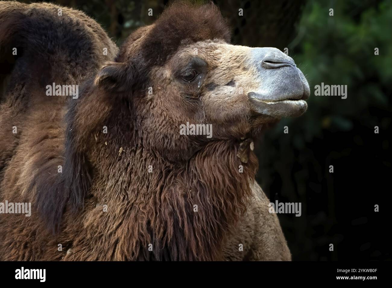 Close up photos of camel heads Stock Photo - Alamy